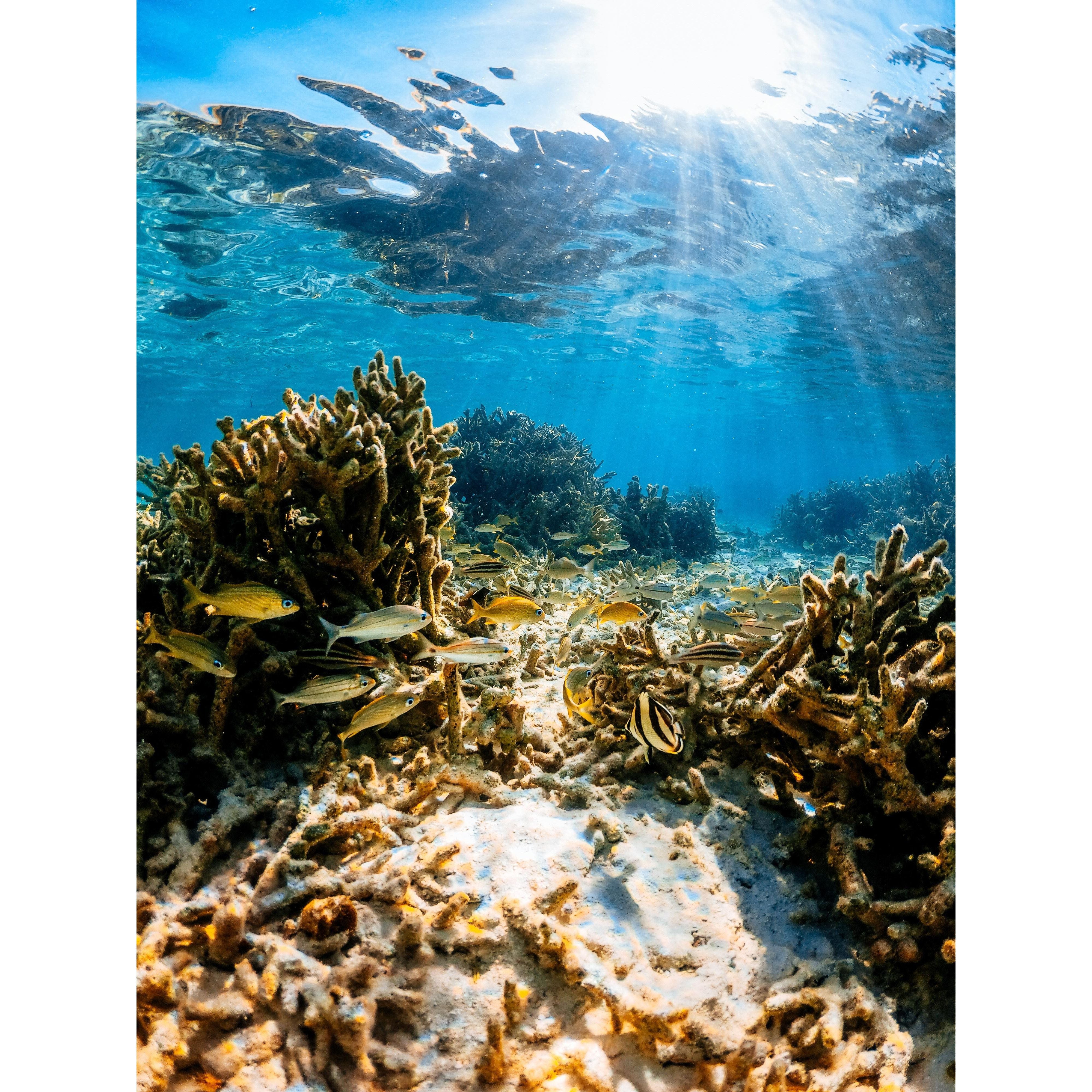 Coral Reef Fragrance oil - forget me not oils europe – Forget Me Not ...